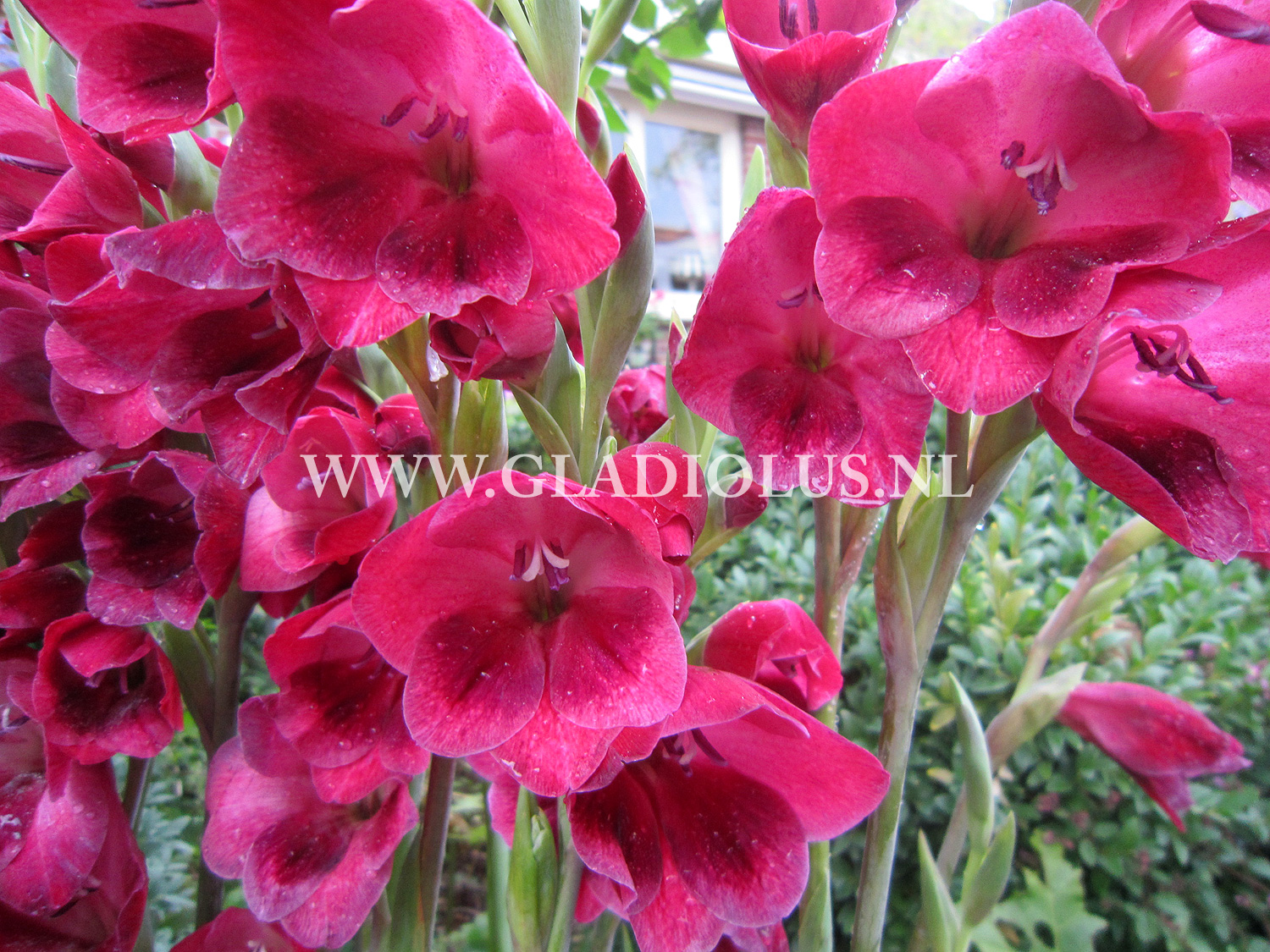 papilio hybrid ‘Ruby’ – Gladiolus NL