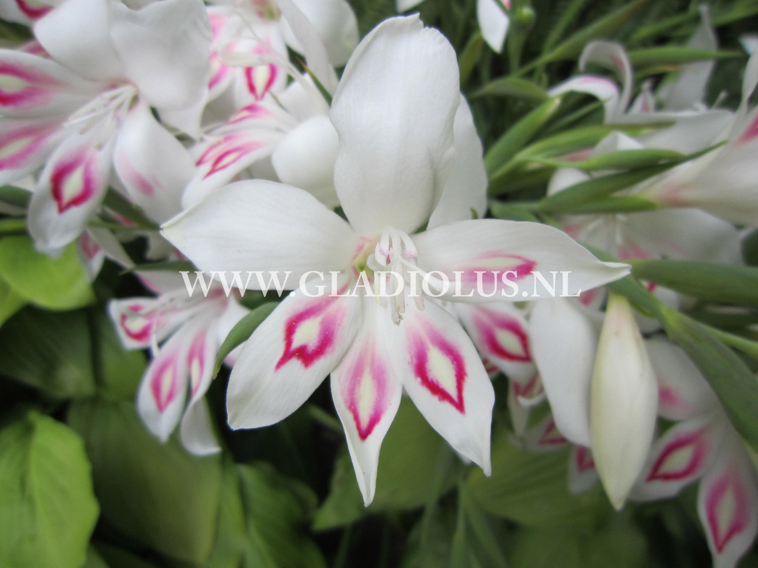 nanus Nymph – Gladiolus NL